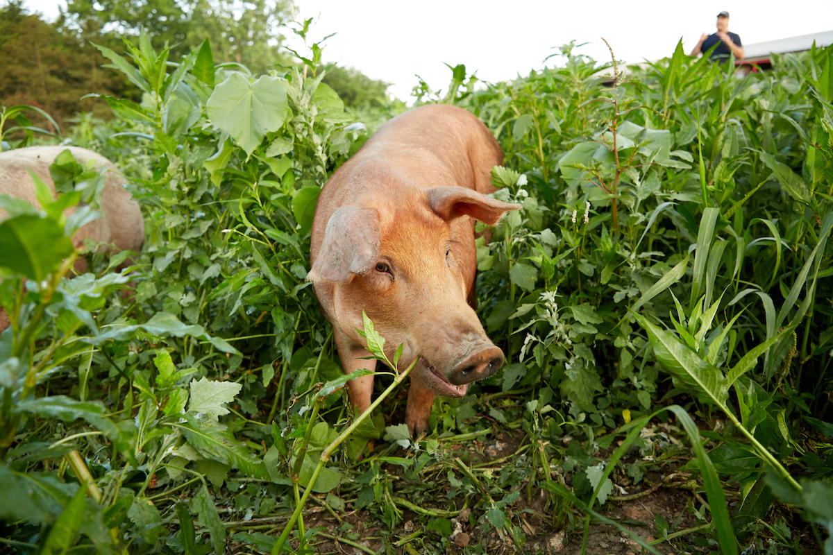 California’s Prop 12 passed! A win for humane raising - True Story Foods